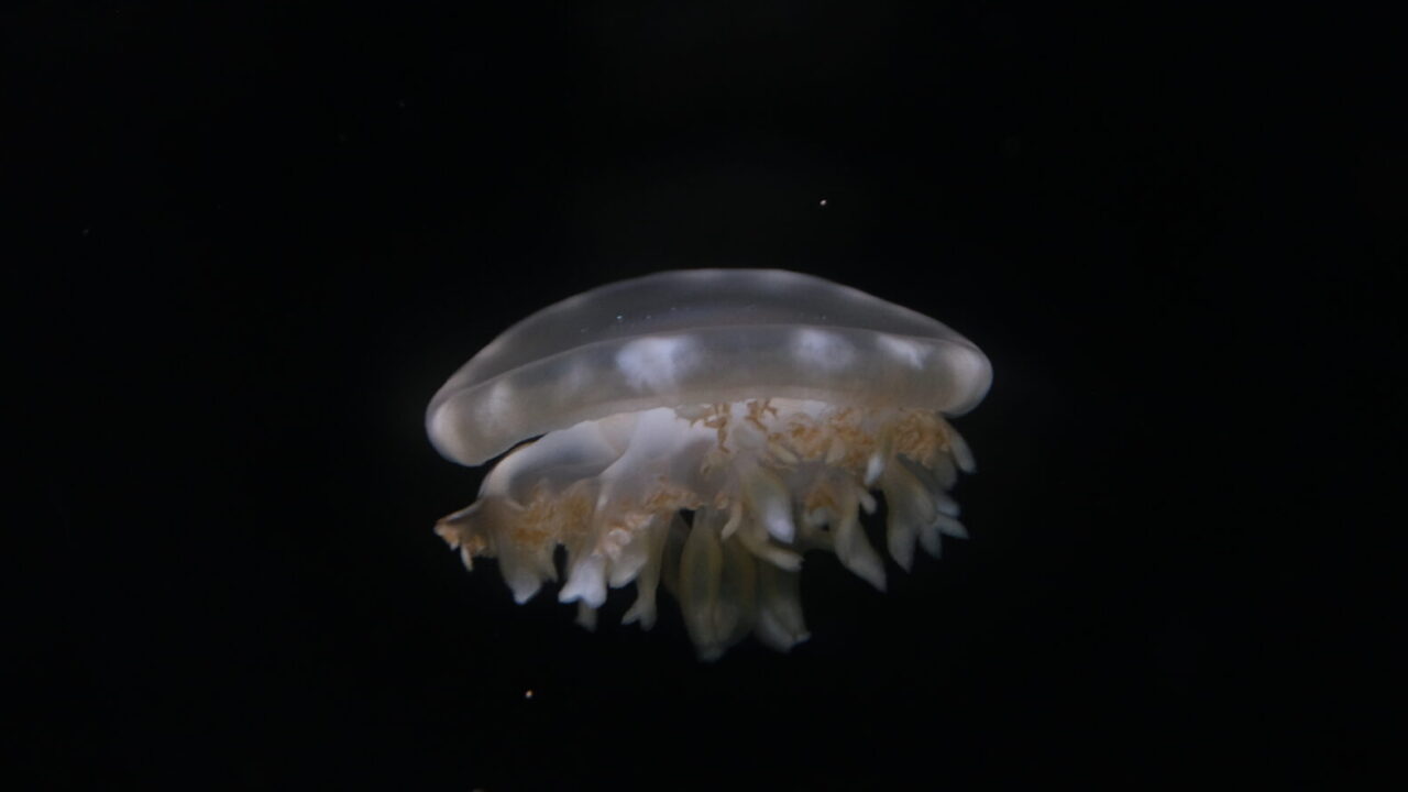 What are the best beginner jellies? – Exotic Aquaculture